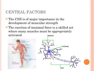 Athlete Specific Strength Training Lecture | PPT