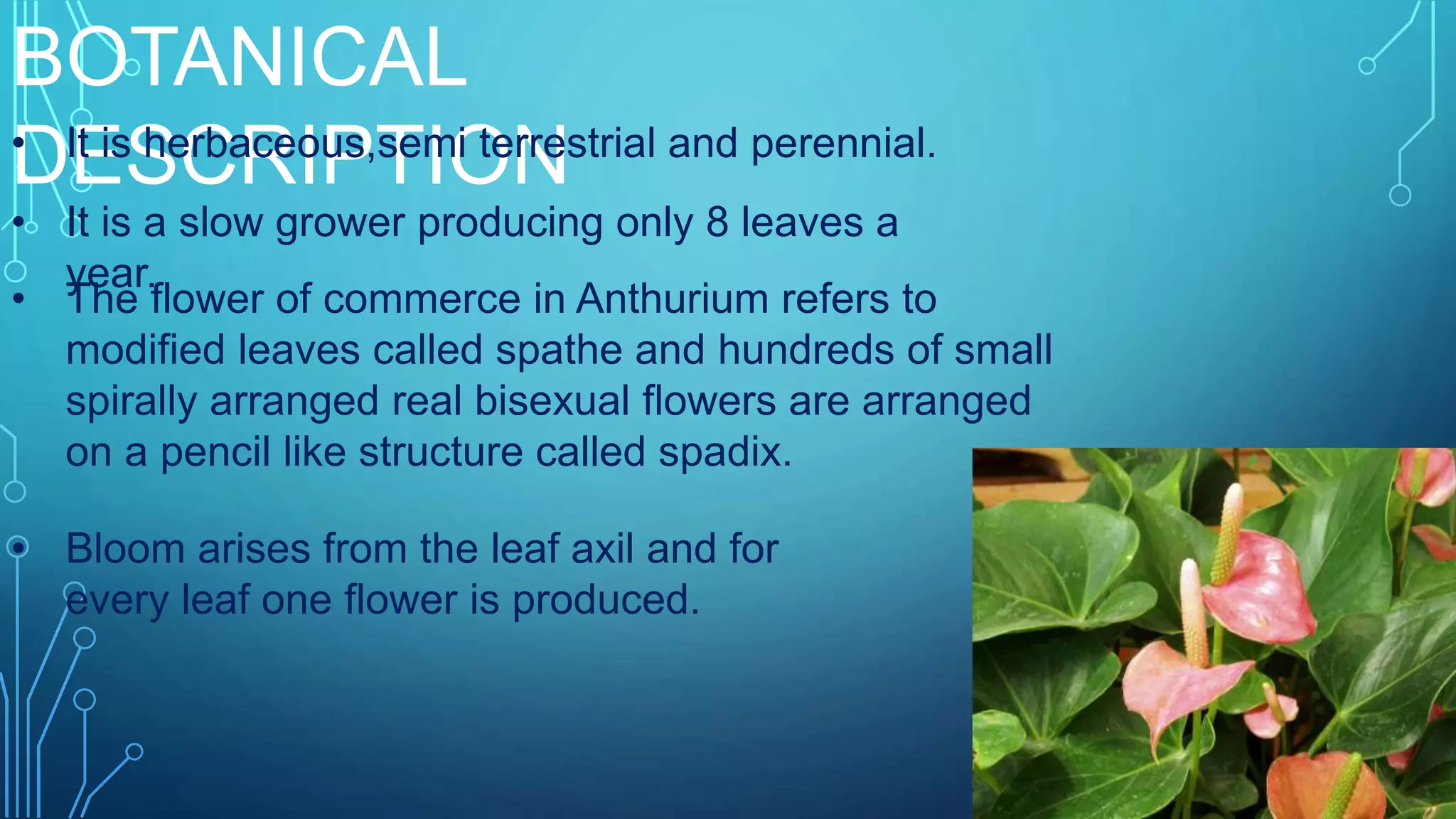 Athurium pptx (1) | PPTX