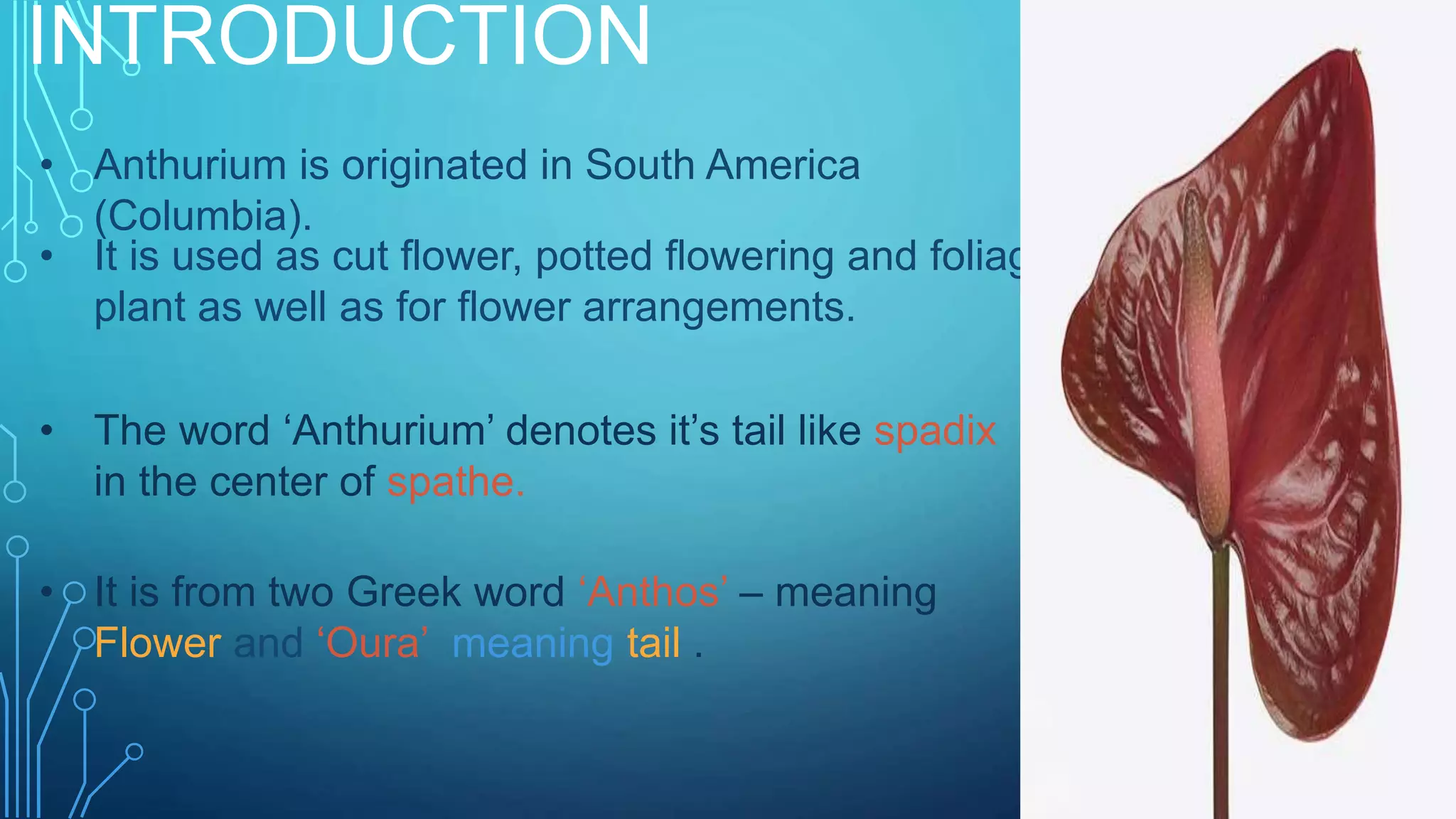 Athurium pptx (1) | PPTX