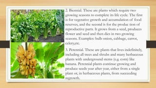 horticulture crops | PPTX