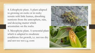 horticulture crops | PPT