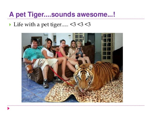 A tiger in the house