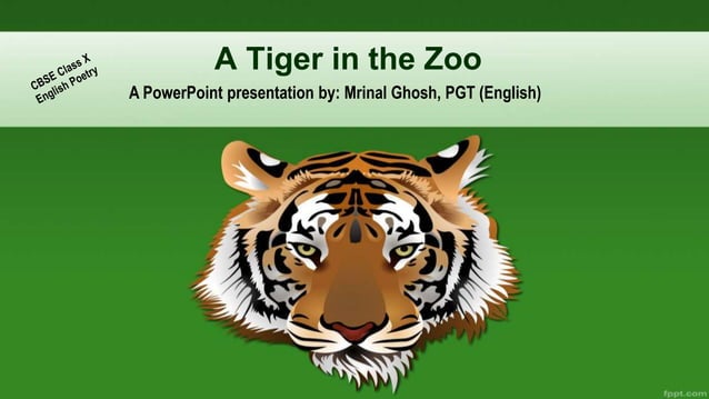A tiger in the Zoo | PPT