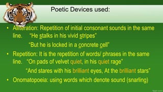 A tiger in the Zoo | PPT