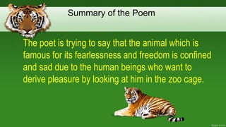 A tiger in the Zoo | PPT