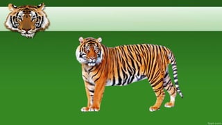A tiger in the Zoo | PPT