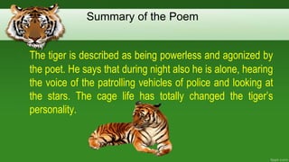 A tiger in the Zoo | PPT