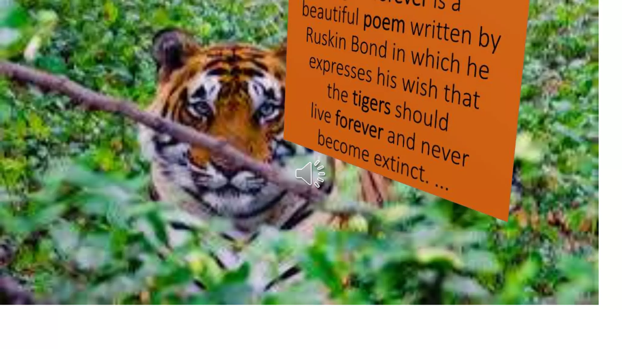 A tiger in the zoo ppt | PPTX