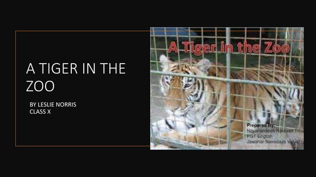 A tiger in the zoo ppt | PPTX