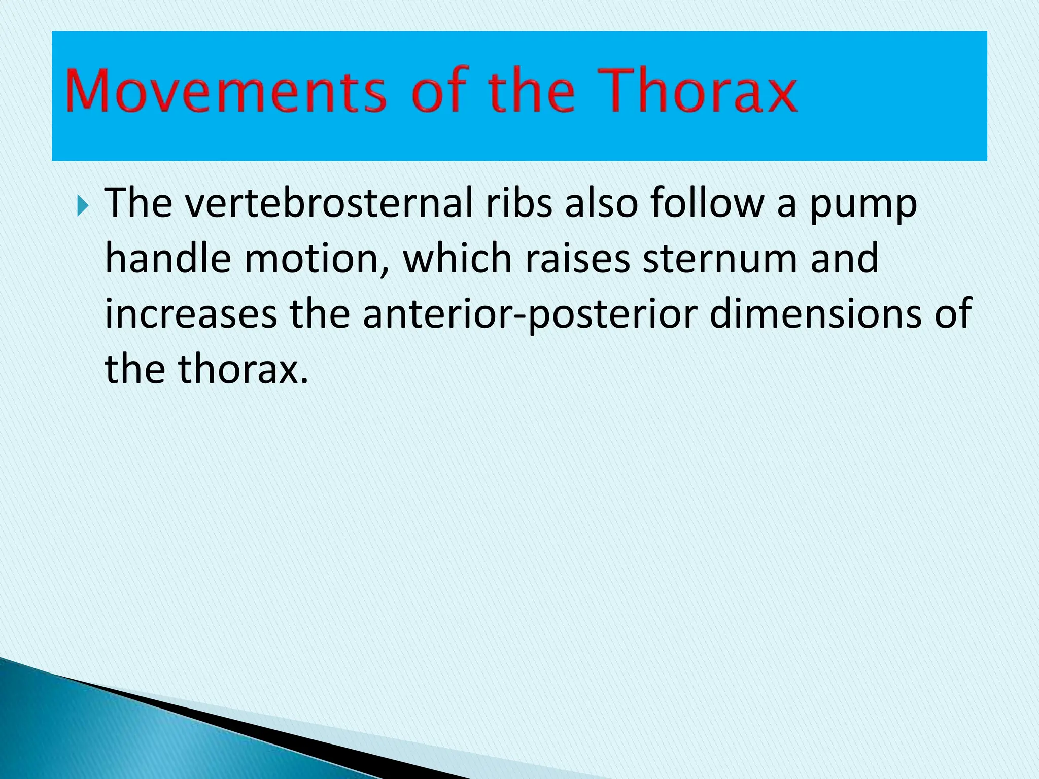 Normal Movement of The Spinal and Thorax | PPTX