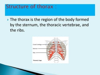 Normal Movement of The Spinal and Thorax | PPTX