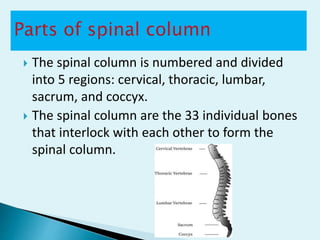 Normal Movement of The Spinal and Thorax | PPTX