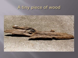 A tiny piece of wood | PPTX