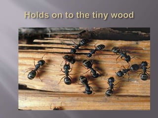 A tiny piece of wood | PPTX