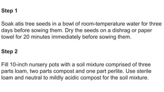 Atis plant | PPTX