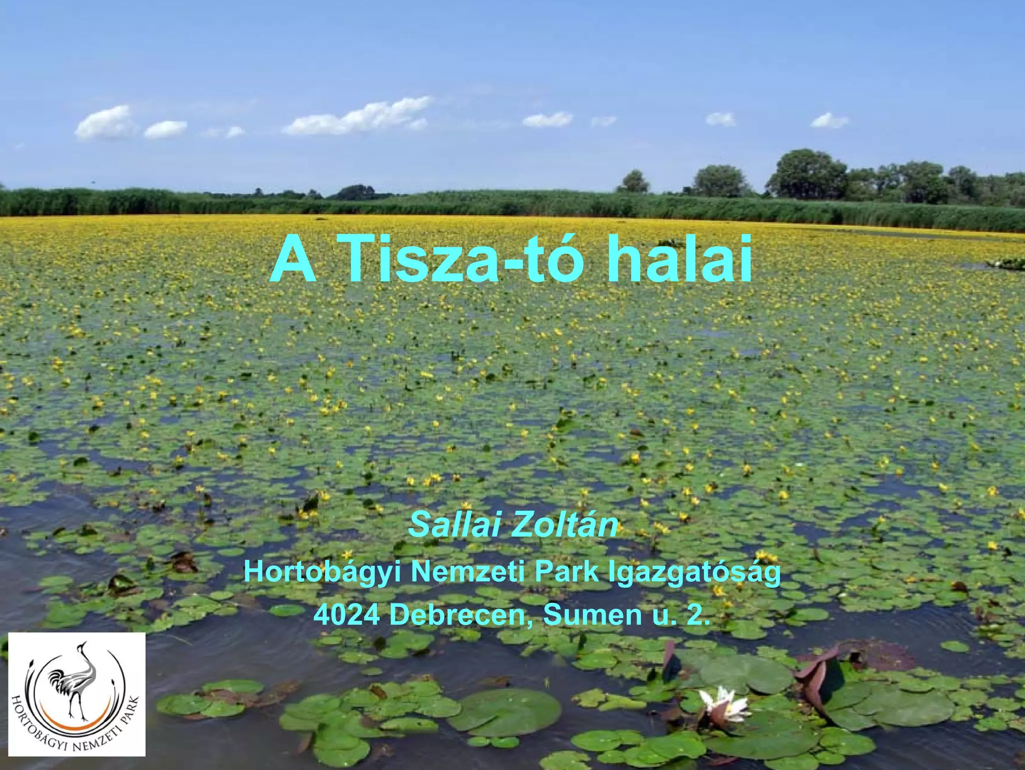 A Tisza-tó halai | PDF
