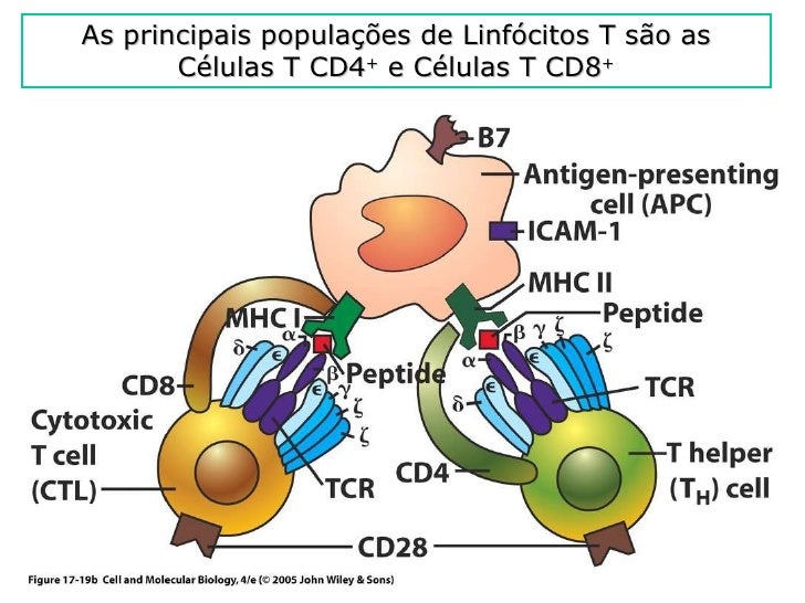 Ativação das células T