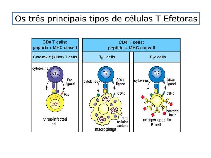 Ativação das células T