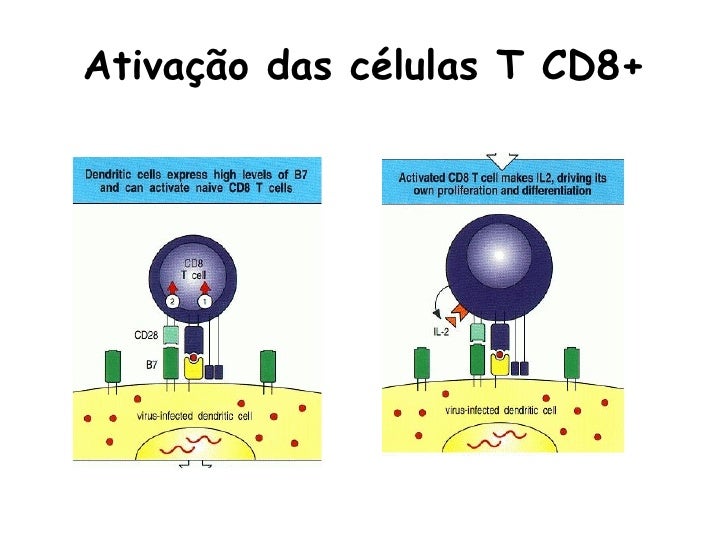Ativação das células T
