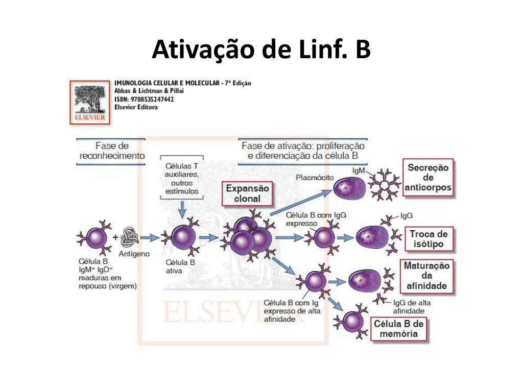ICSA17 - Ativação de linfócitos B e Resposta Imune Humoral