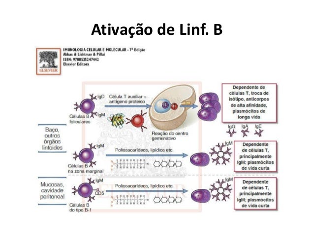 ICSA17 - Ativação de linfócitos B e Resposta Imune Humoral