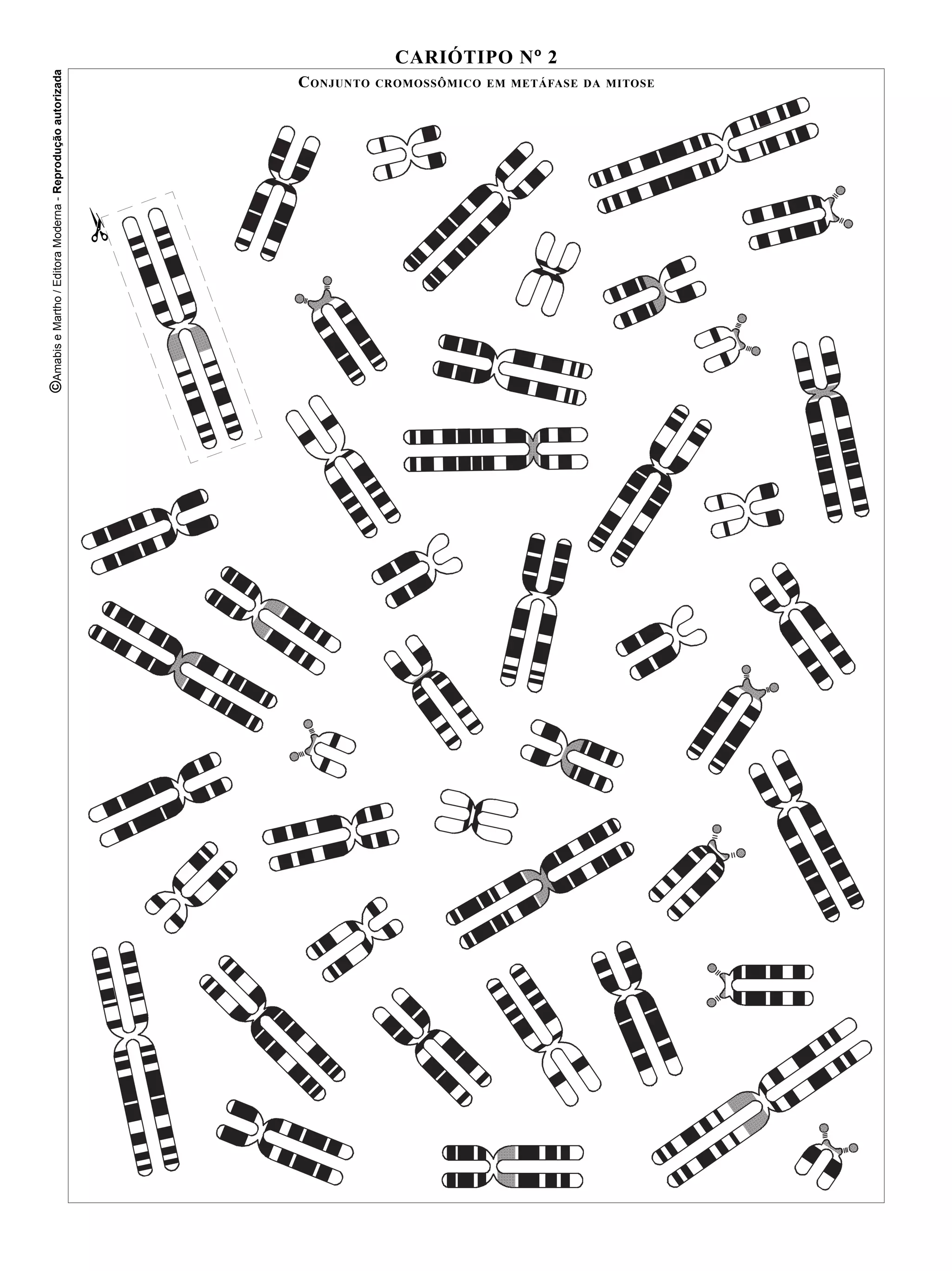 Atividade analizando cariotipos humanos aberrante | PDF