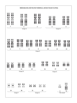 Atividade analizando cariotipos humanos aberrante | PDF