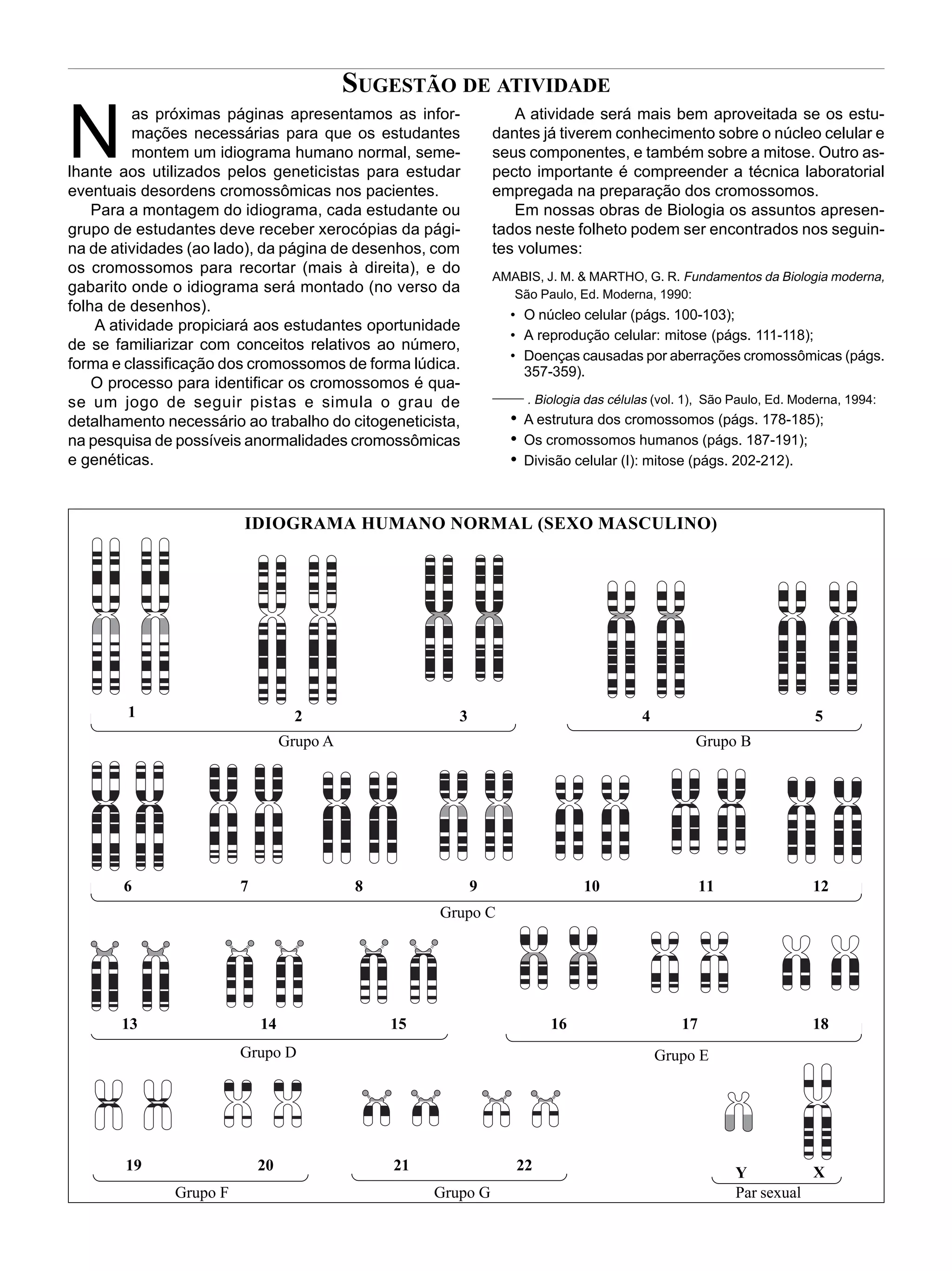 Atividade organizando os cromossomos humanos | PDF