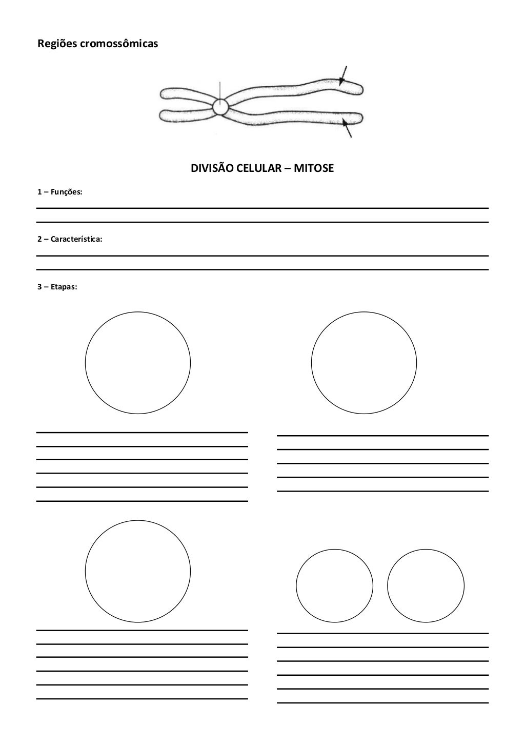 Atividade mitose e meiose