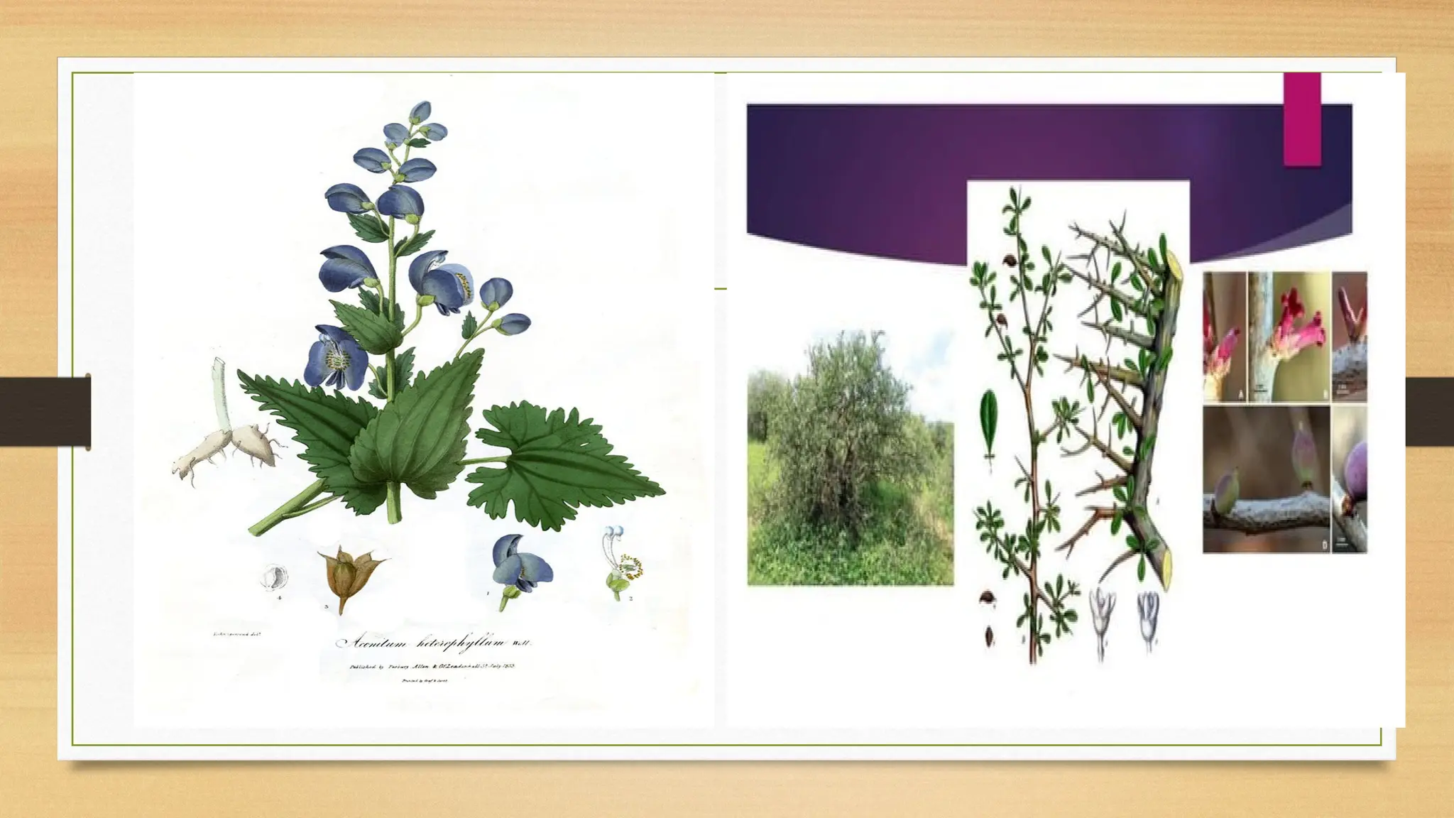 Ativisha.pptx dravya guna ptt ativisha final | PPTX | Gardening | Home ...