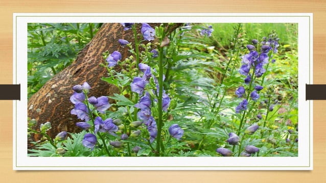 Ativisha.pptx dravya guna ptt ativisha final | PPTX | Gardening | Home ...