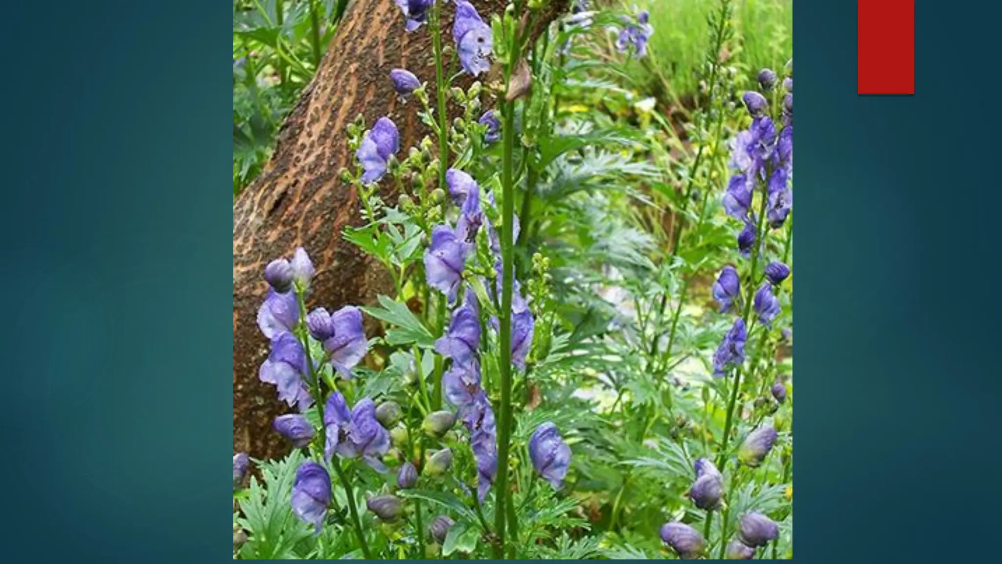 Ativisha by Saket in Dravyguna BAMS NCISM | PPT