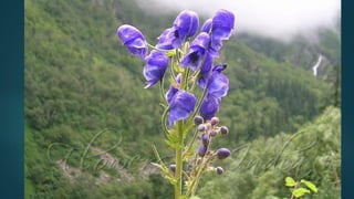 Ativisha by Saket in Dravyguna BAMS NCISM | PDF | Gardening | Home & Garden