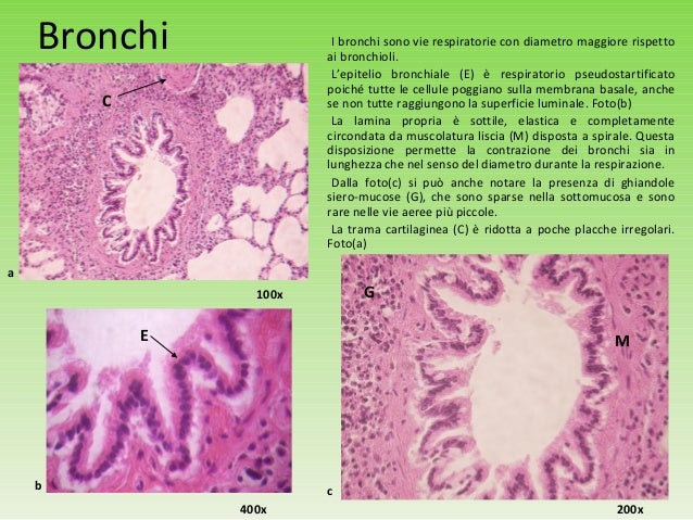Atlante istologico degli organi
