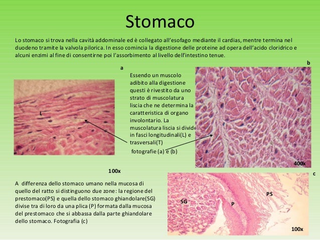 Atlante istologico degli organi
