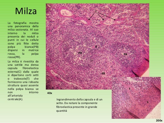 Atlante istologico degli organi