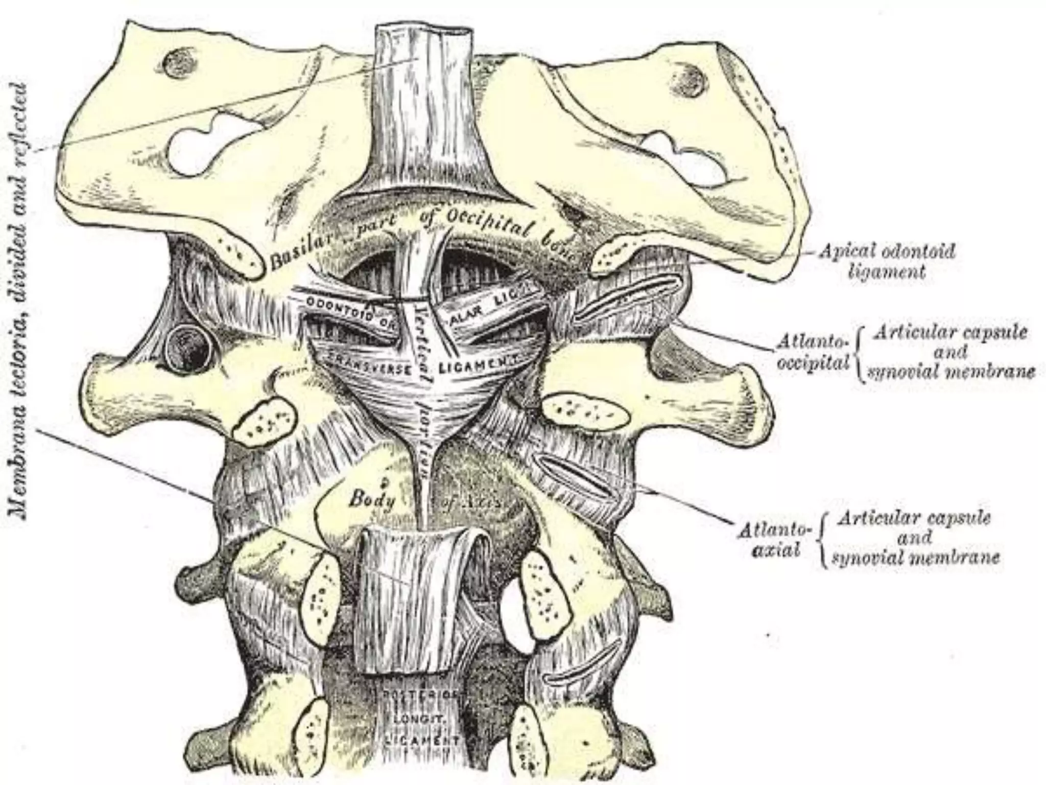Atlantoaxial and occipital joint | PPTX
