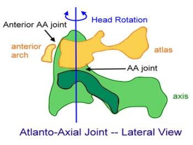 Atlantoaxial and occipital joint