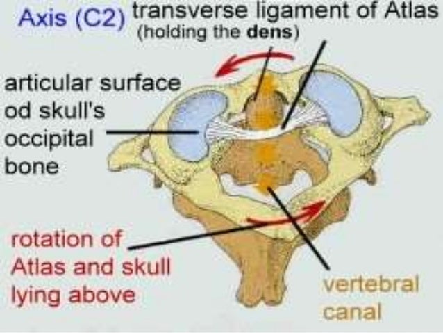 Atlantoaxial and occipital joint