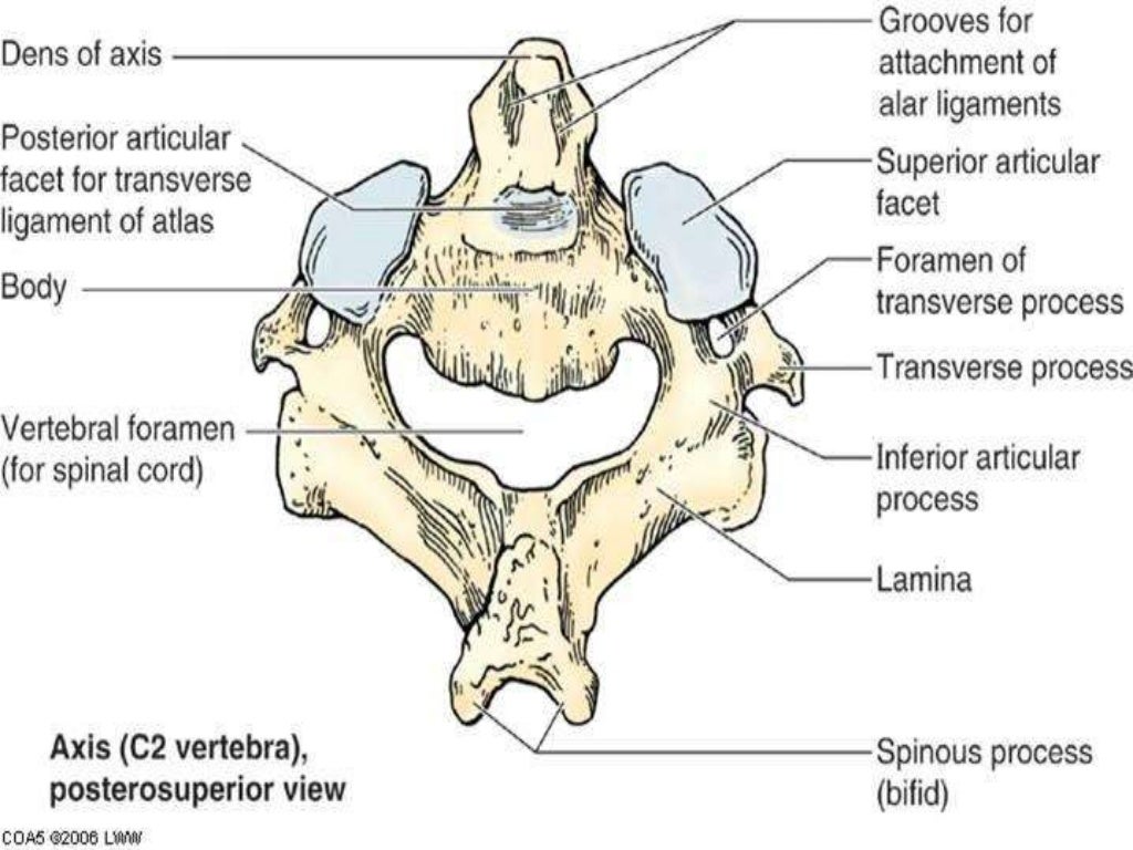 Atlantoaxial and occipital joint