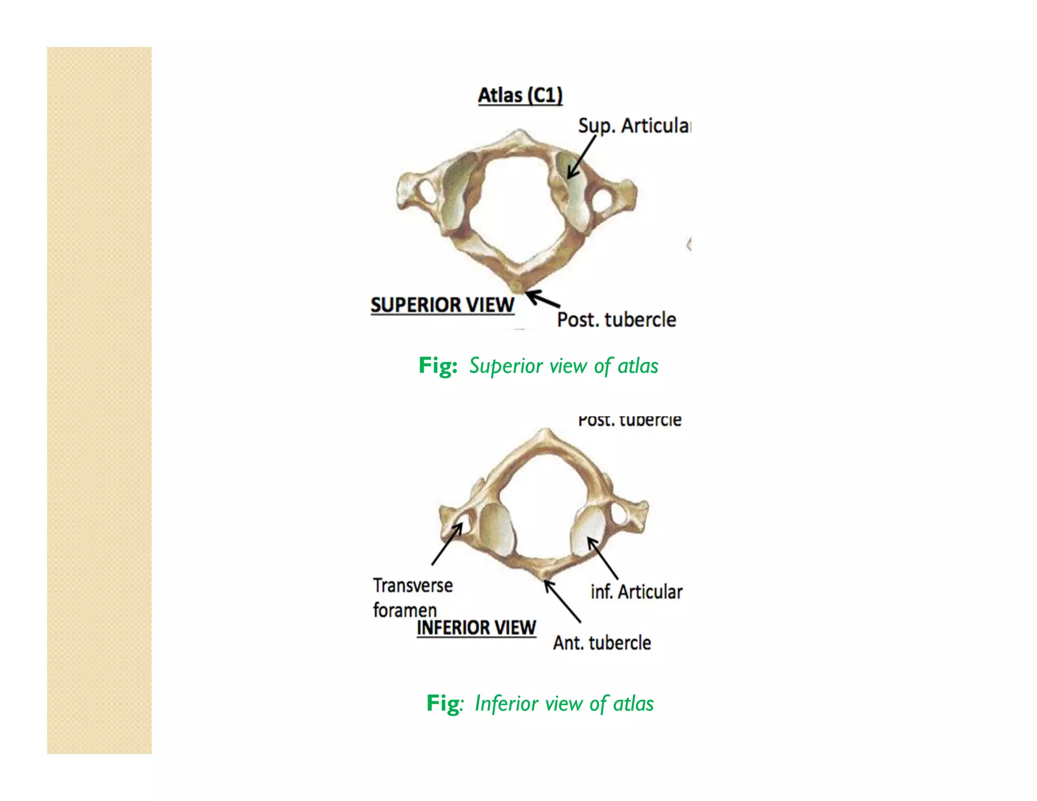 Atlanto occipital and atlanto axial joint | PDF