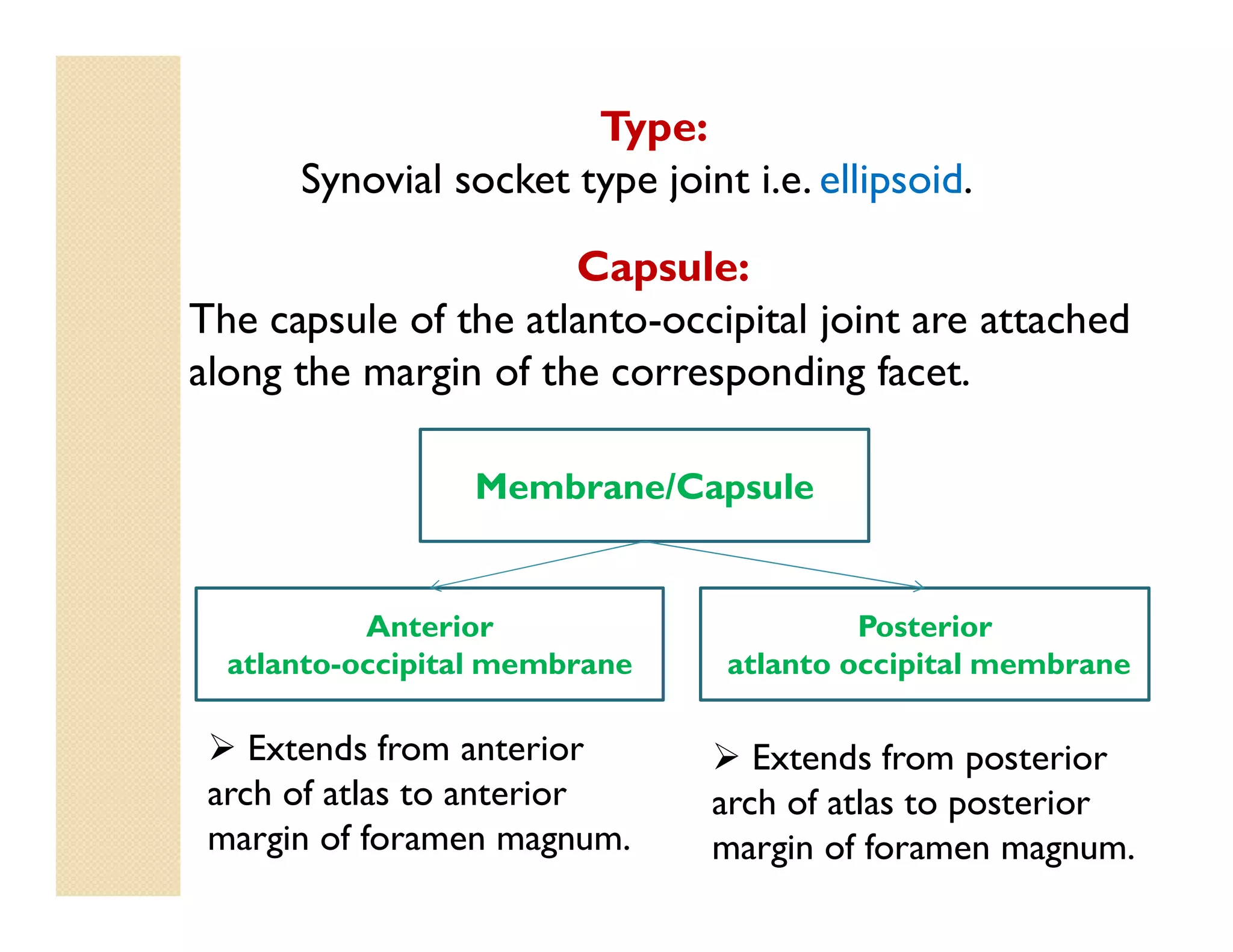 Atlanto occipital and atlanto axial joint | PDF