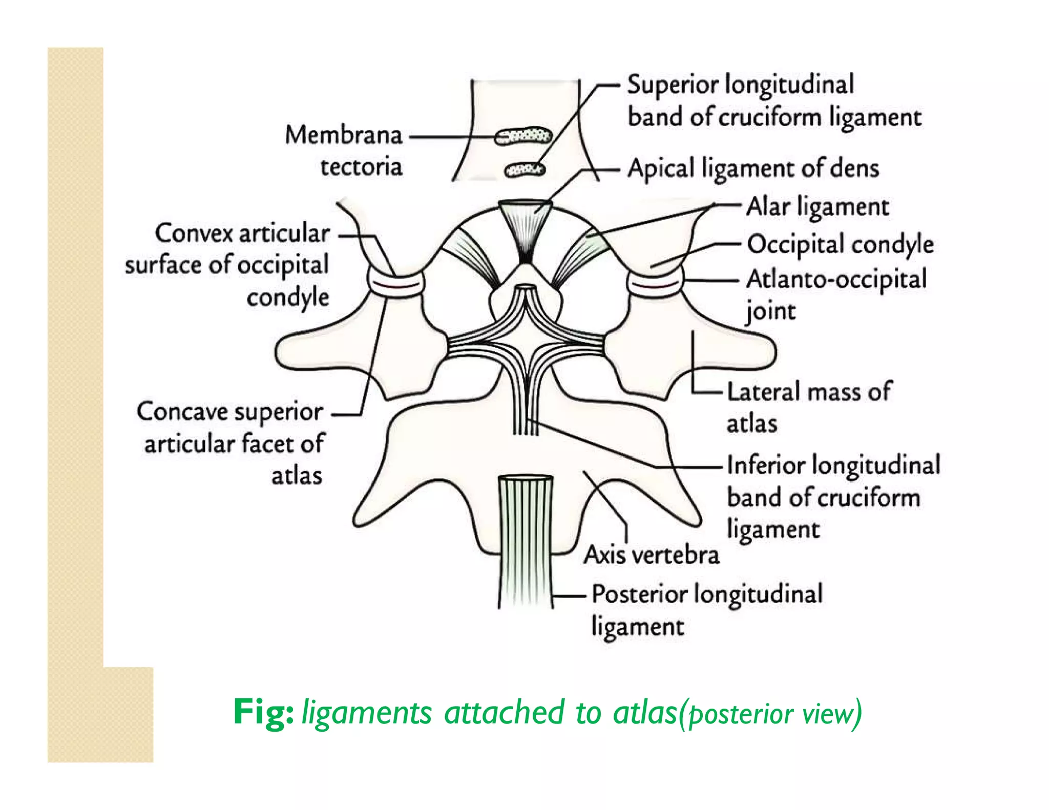 Atlanto occipital and atlanto axial joint | PDF
