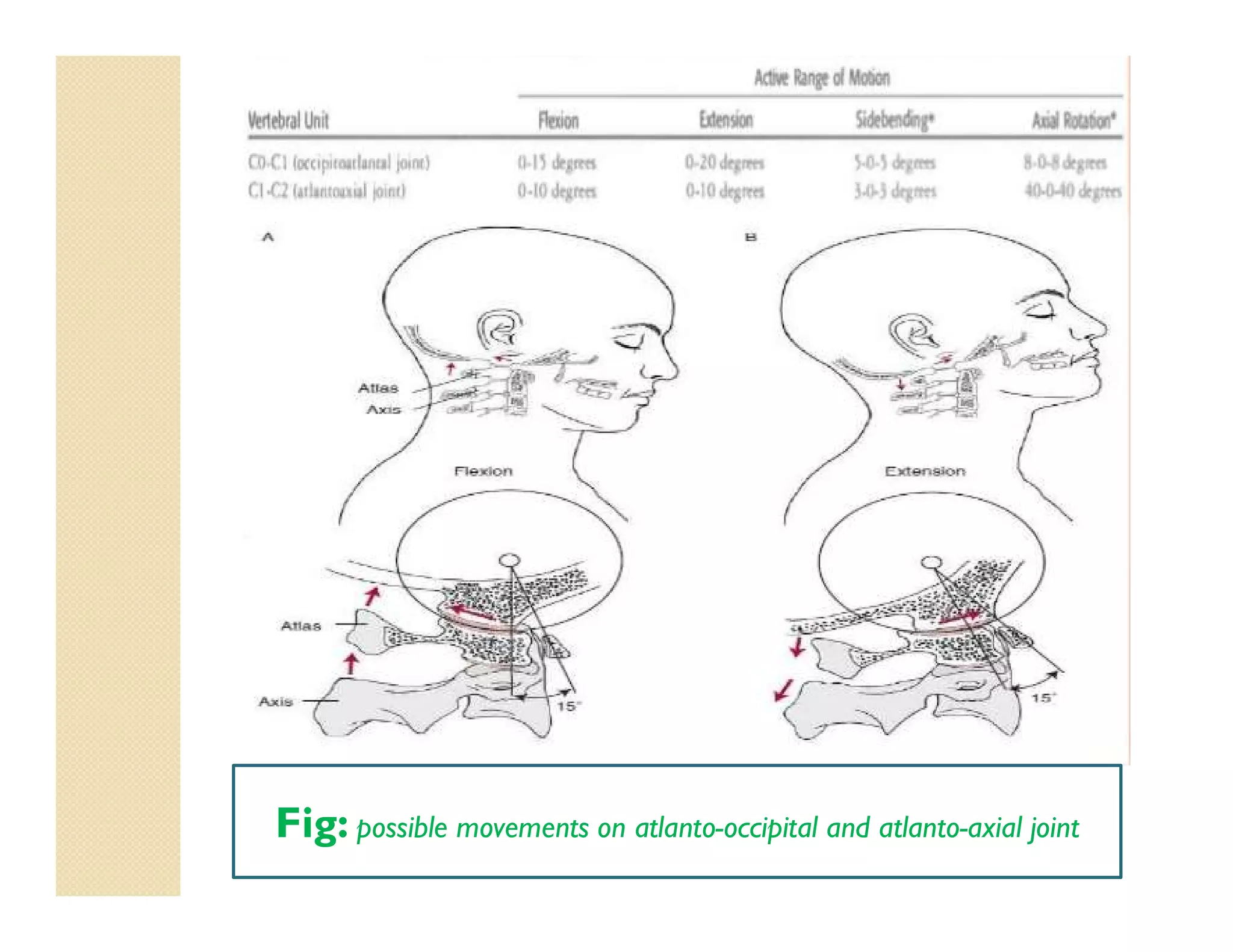 Atlanto occipital and atlanto axial joint | PDF