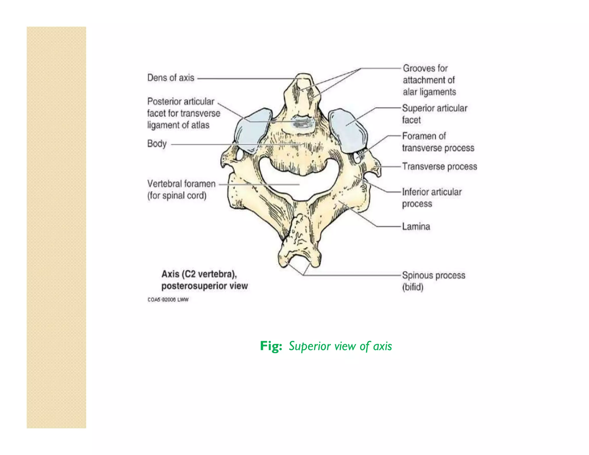 Atlanto occipital and atlanto axial joint | PDF