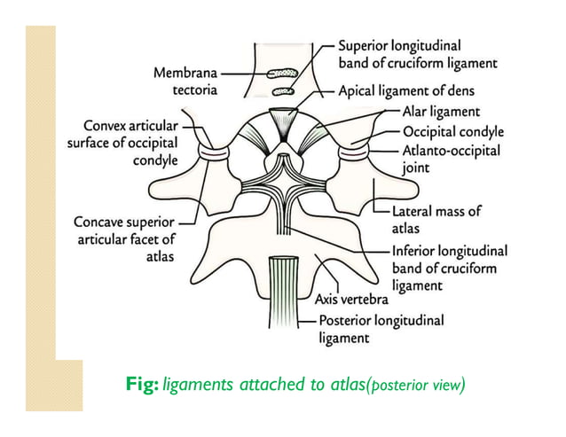 Atlanto occipital and atlanto axial joint | PPT