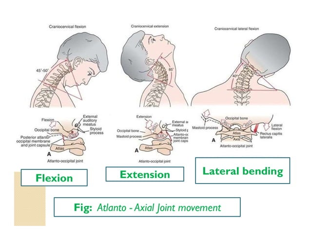 Atlanto occipital and atlanto axial joint | PPT