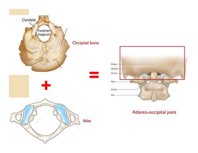 Atlanto occipital and atlanto axial joint