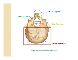 Basilar Part Of Occipital Bone