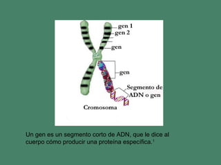 Atlas Biologia molecular | PPT
